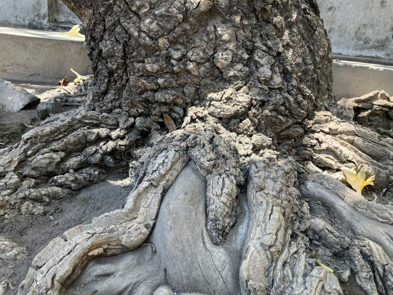Lower Trunk of Yellow Frangipani Tree Stock Photo - Image of garden ...