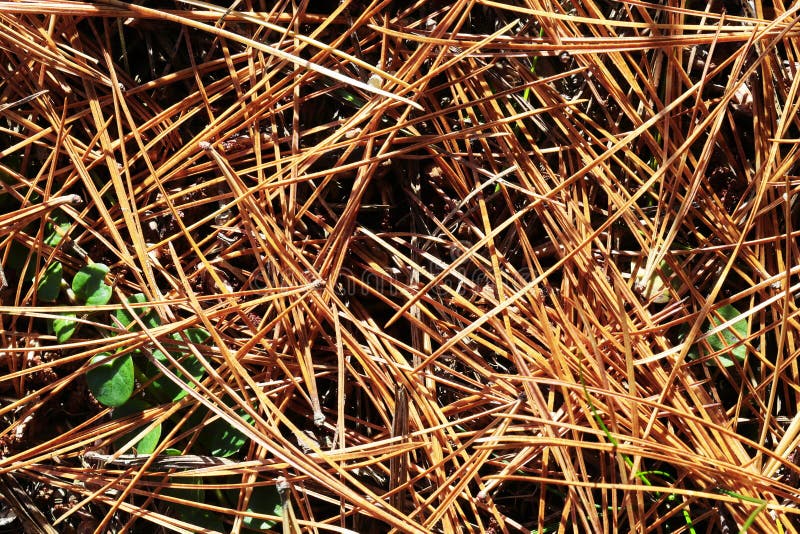 Texture of Lying Dry Pine Needles. Plants Grow between the Needles ...