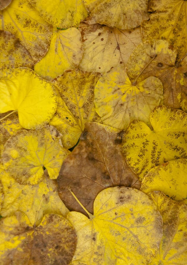 Leaves dead floor texture stock image. Image of leaves - 184987789