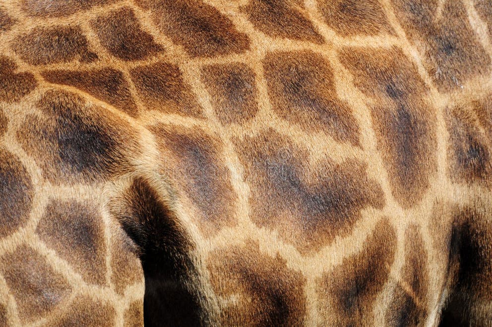 Texture Made of Giraffe Skin Stock Image - Image of giraffe, colors: 255747569