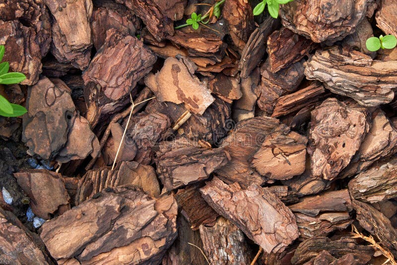 Pieces of Tree Bark Isolated on White Stock Image - Image of brown ...