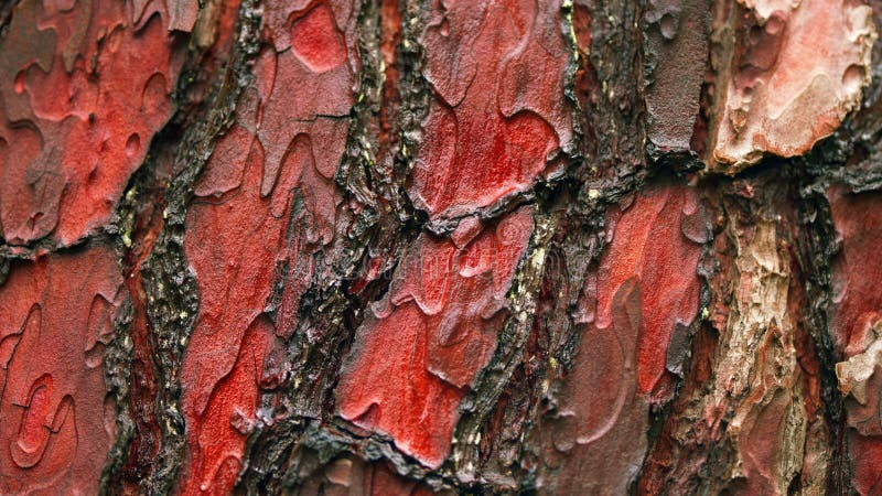 Texture Made of Pine Tree Bark. Natural Material of the Wood Pieces of ...