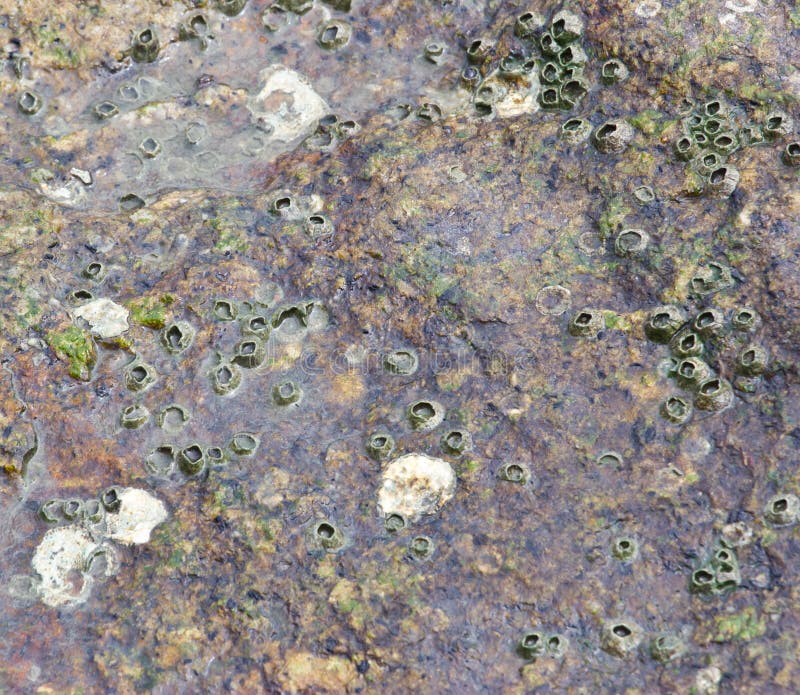 Texture Made of Shell and Stone Pieces. Stock Photo - Image of texture ...