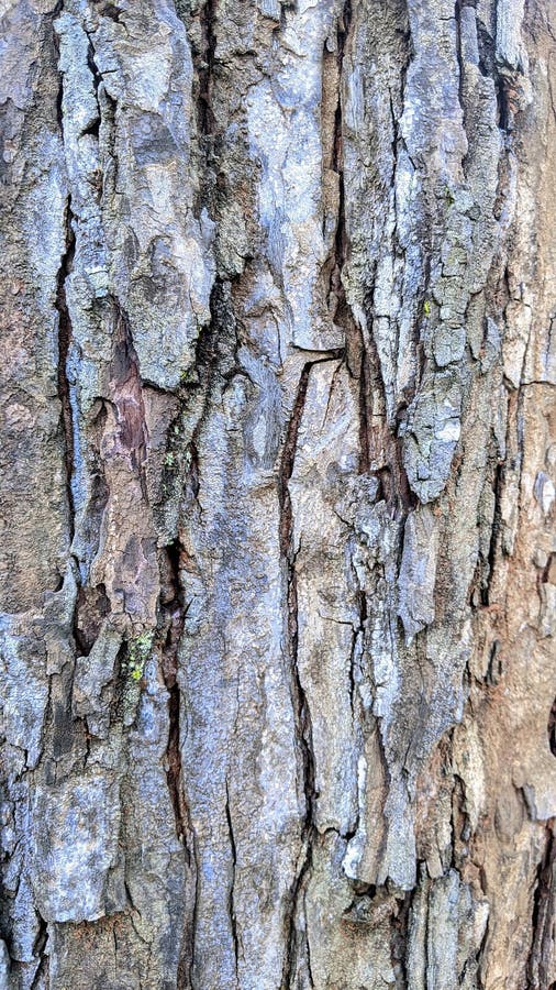 Texture of Mahogany Tree Bark in Summer Stock Photo - Image of summer ...