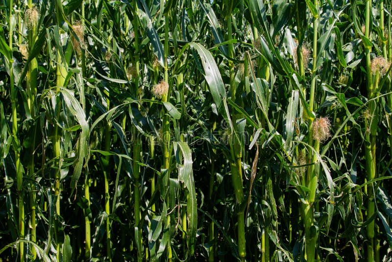Texture maize field stock image. Image of fresh, green - 193949129