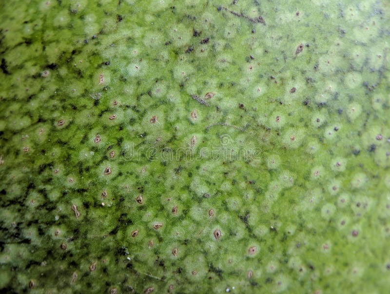 The Texture of Manalagi Mango Fruit, Green Mango Outer Skin Stock Photo ...