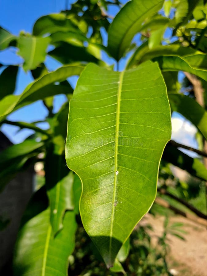 Texture of Mango Leaves Taken at Close Range Stock Photo - Image of ...