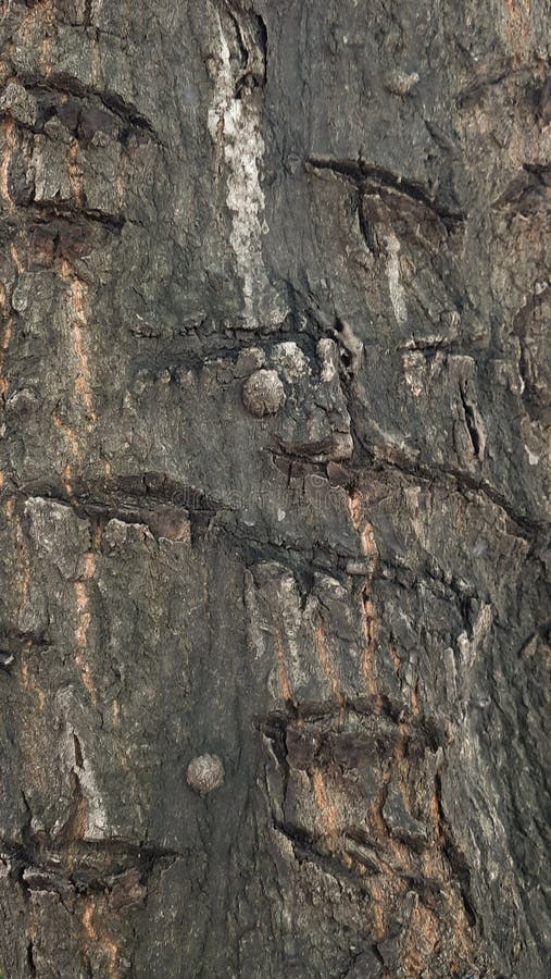 Texture of mango tree stock image. Image of wood, green - 216768015