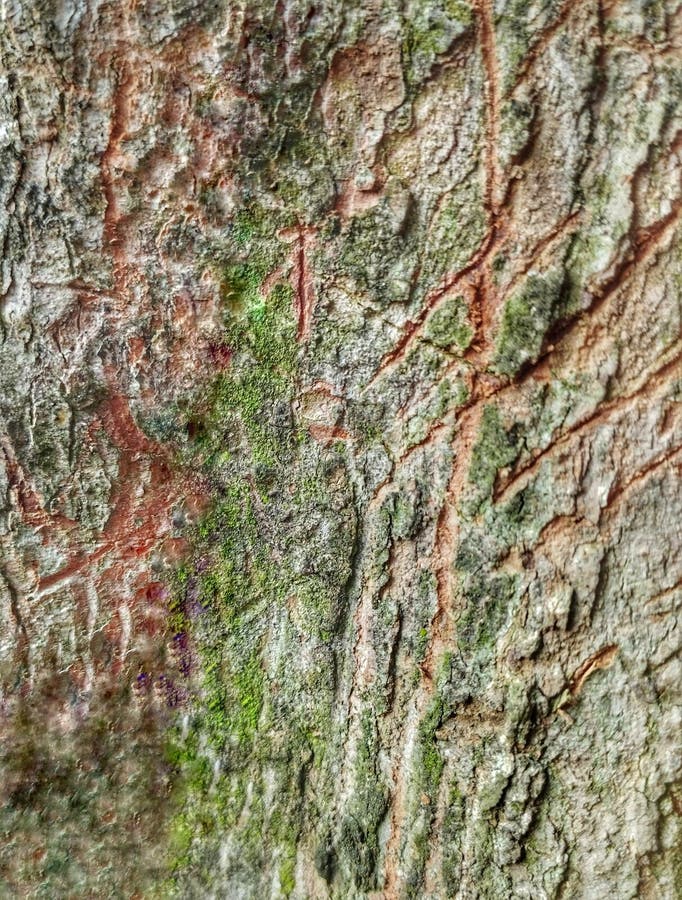 The Texture of the Mango Tree Stock Image - Image of texture, tree ...