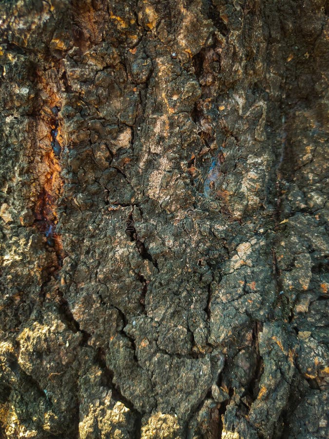 The Texture of the Mango Tree Bark is Cracked and Rough Due To ...