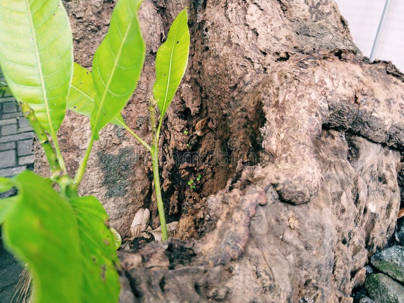 The Texture of the Mango Tree Bark and the Shape of the Leaves are Very ...