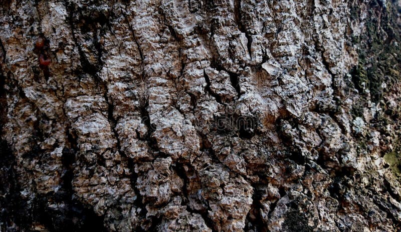 The Texture of the Mango Tree Bark, There are Rough Strokes Stock Image ...