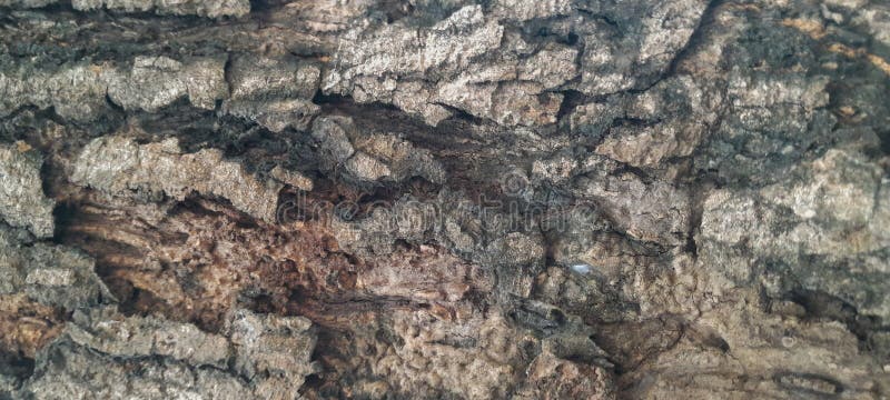 Texture of mango tree bark stock photo. Image of texture - 344022026