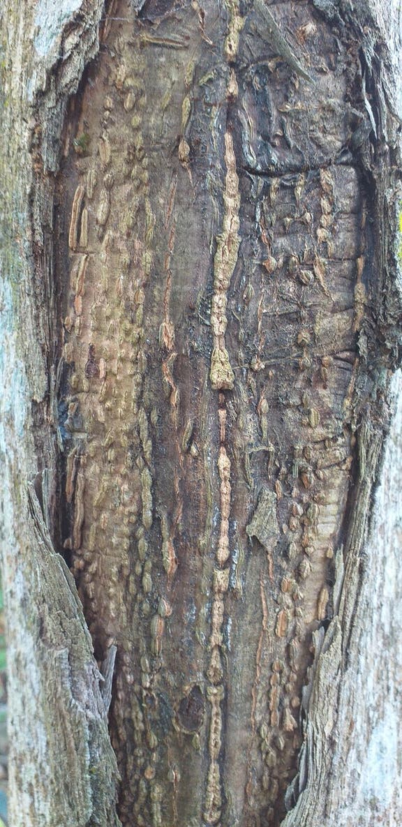 Texture Mango Tree Close Up Stock Image - Image of mango, formation ...