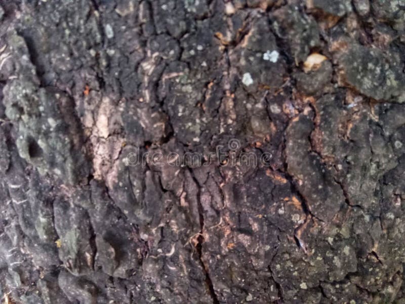 The Texture of Mango Tree in a Garden Stock Photo - Image of brown ...