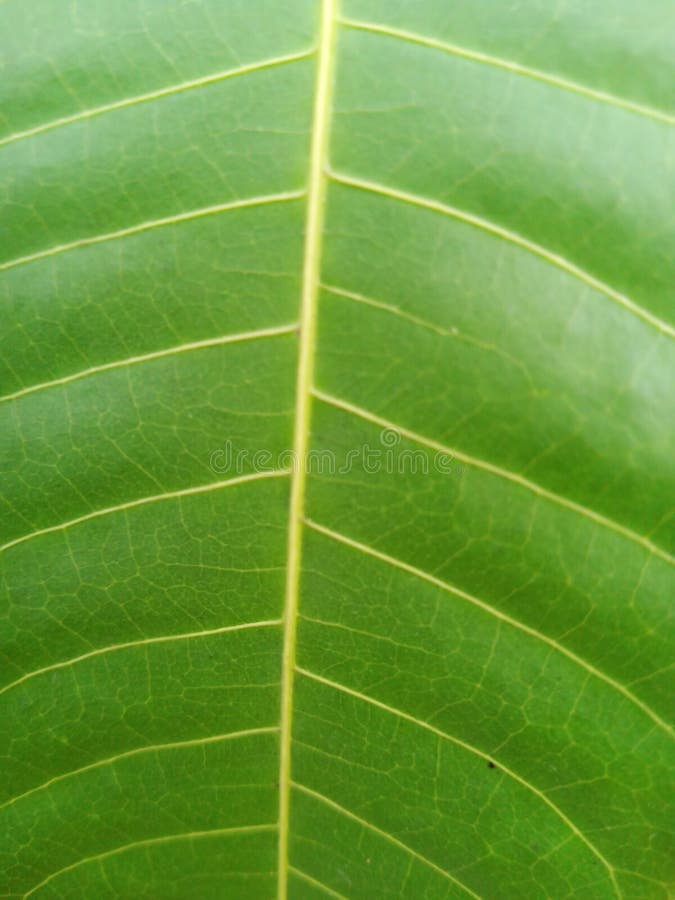 Texture of Mango Tree Leaves Stock Photo - Image of food, tree: 355702988
