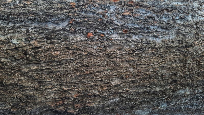 Texture mango tree wood stock image. Image of tree, wood - 226939503