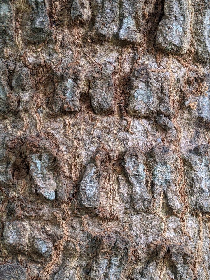 Mango wood trunk stock photo. Image of mango, blackish - 244380110