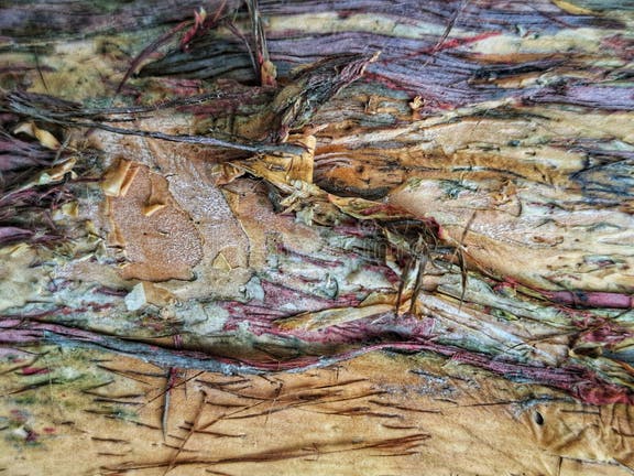 Texture of Mangrove Bark Tree Stock Image - Image of bark, tree: 374586183