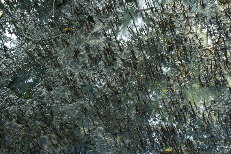 Texture of mangrove stock photo. Image of clay, thailand - 78308694