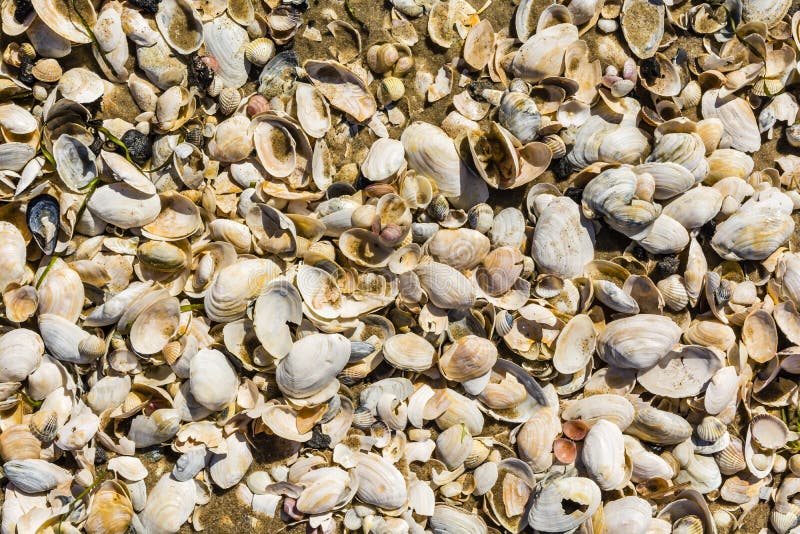 Texture of Many Different Shells. Stock Image - Image of sand, broken ...