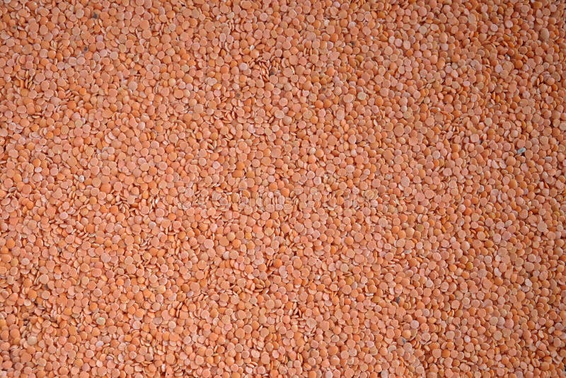 Texture from Many Dry Red Lentil Grains Shell Free Top View Closeup ...