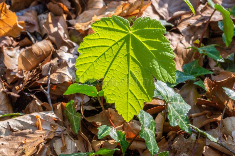 Texture of Maple Leaf in Natural Light Against Brown Fallen Leafs ...