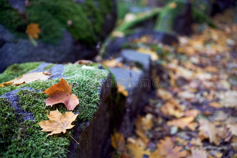 Texture Maple Leaves on the Ground. Autumn Carpet of Foliage. Stock ...