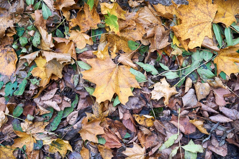 Texture Maple Leaves on the Ground. Autumn Carpet of Foliage. Stock ...