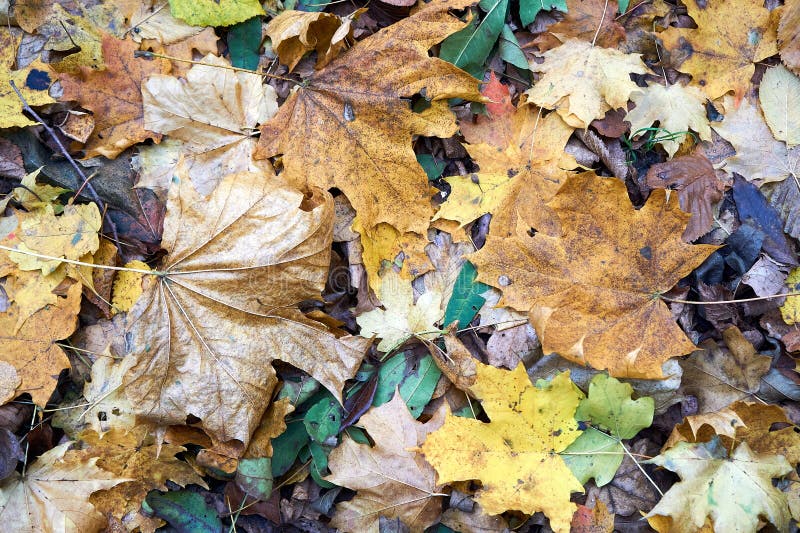 Texture Maple Leaves on the Ground. Autumn Carpet of Foliage. Stock ...