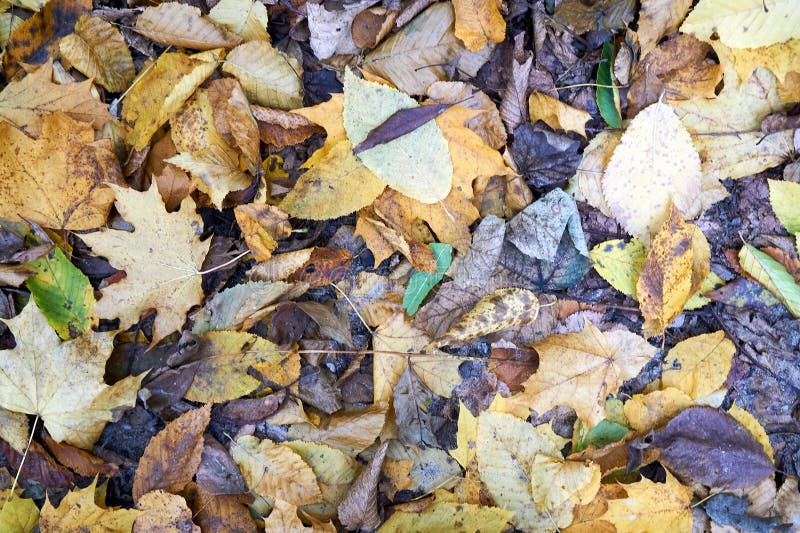 Texture Maple Leaves on the Ground. Autumn Carpet of Foliage. Stock ...