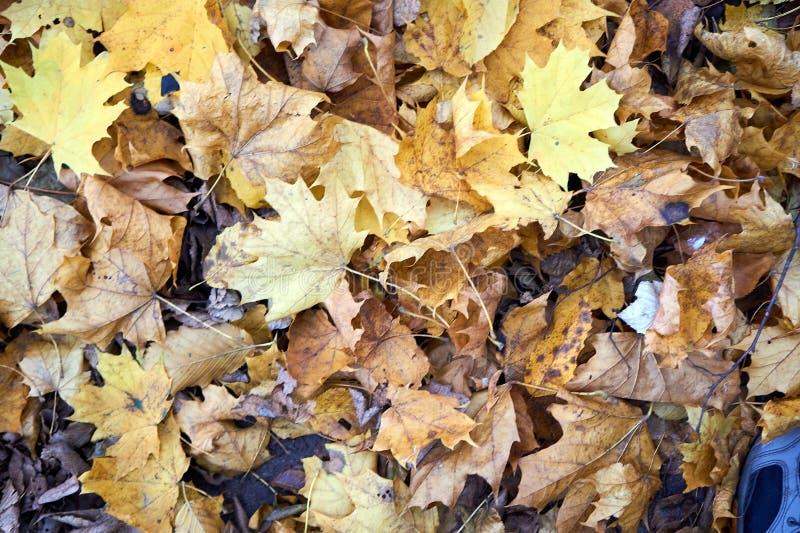 Texture Maple Leaves on the Ground. Autumn Carpet of Foliage. Stock ...