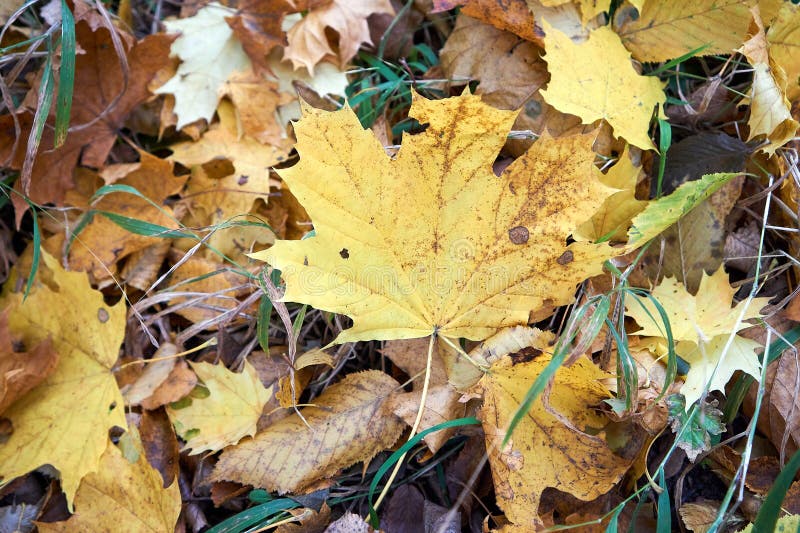 Texture Maple Leaves on the Ground. Autumn Carpet of Foliage. Stock ...