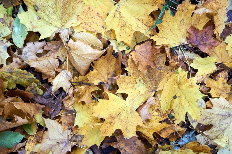 Texture Maple Leaves on the Ground. Autumn Carpet of Foliage. Stock ...