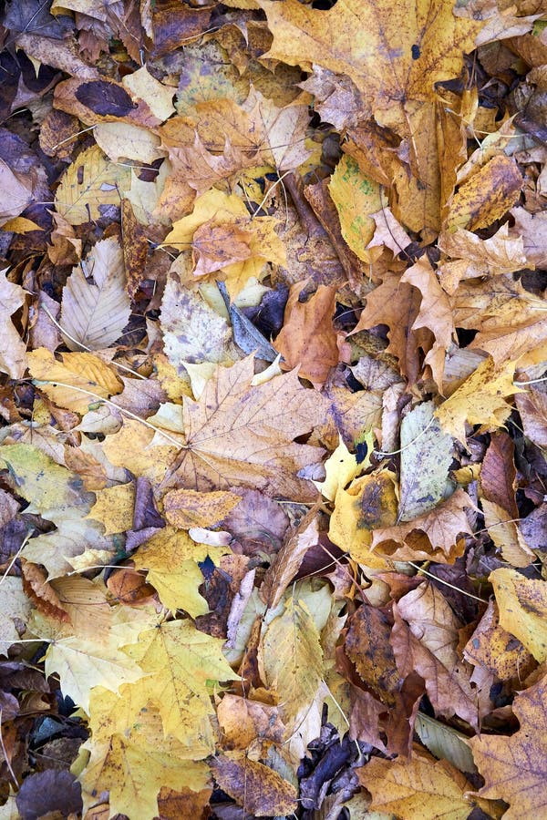 Texture Maple Leaves on the Ground. Autumn Carpet of Foliage. Stock ...