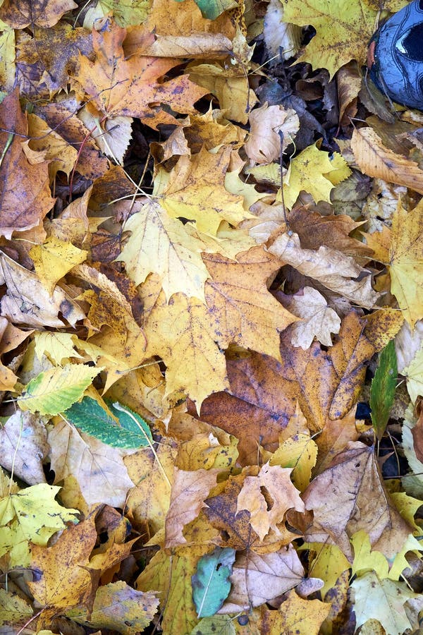 Texture Maple Leaves on the Ground. Autumn Carpet of Foliage. Stock ...