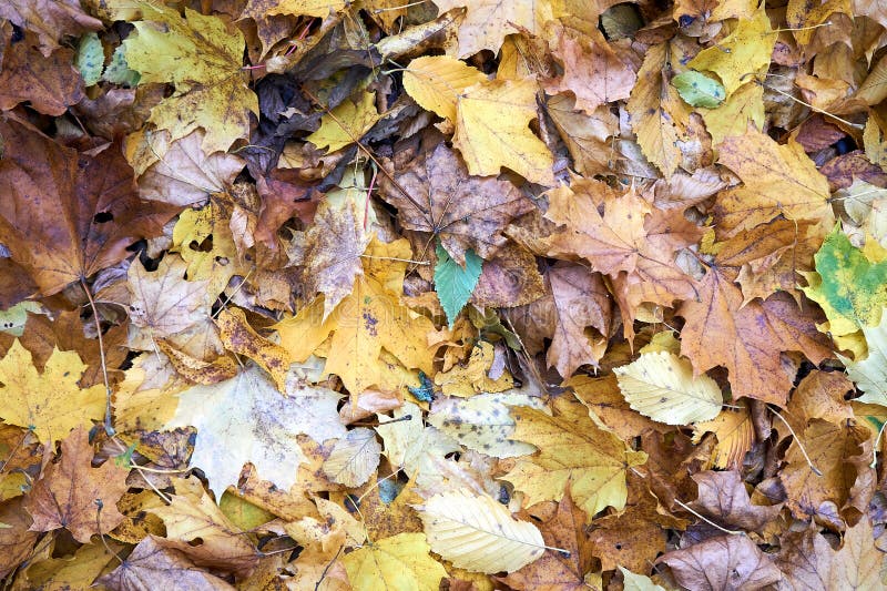 Texture Maple Leaves on the Ground. Autumn Carpet of Foliage. Stock ...