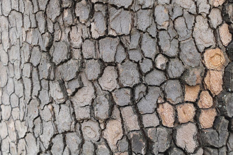 The Texture of a Maple Tree Bark Close Up - Good for Your Design Stock ...