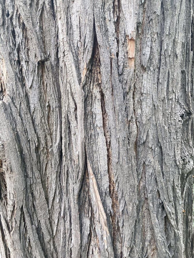 Texture of Maple Tree Bark Close Up Stock Image - Image of texture ...
