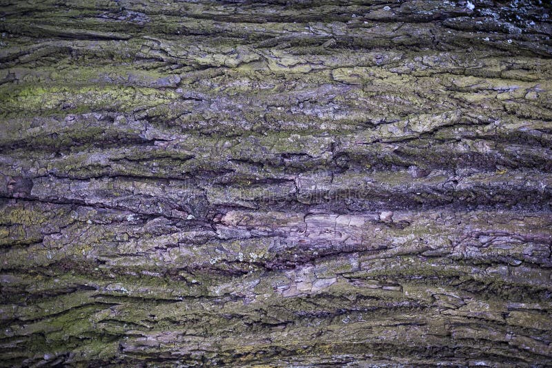 Texture of Maple Tree Bark. Stock Photo - Image of timber, plant: 86021102