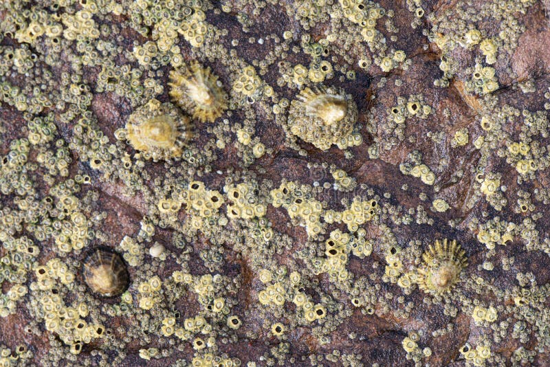 Texture of Marine Rocks with Limpets and Barnacles Stock Photo - Image ...
