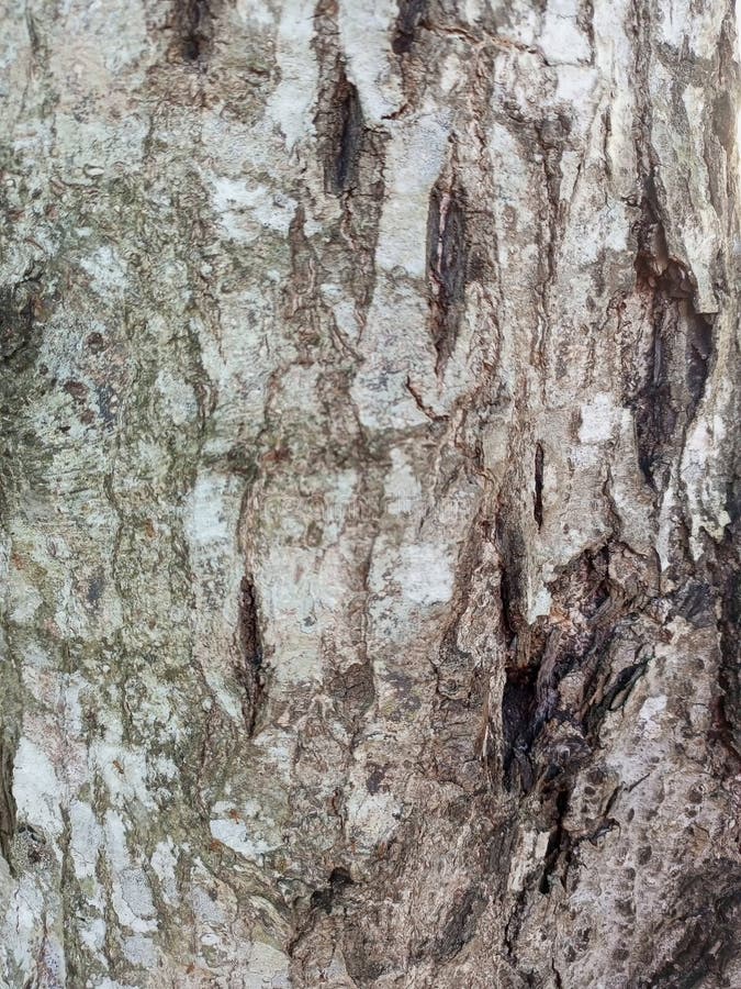 Texture Material Pine Tree Trunk Stock Photo - Image of backdrop, color ...