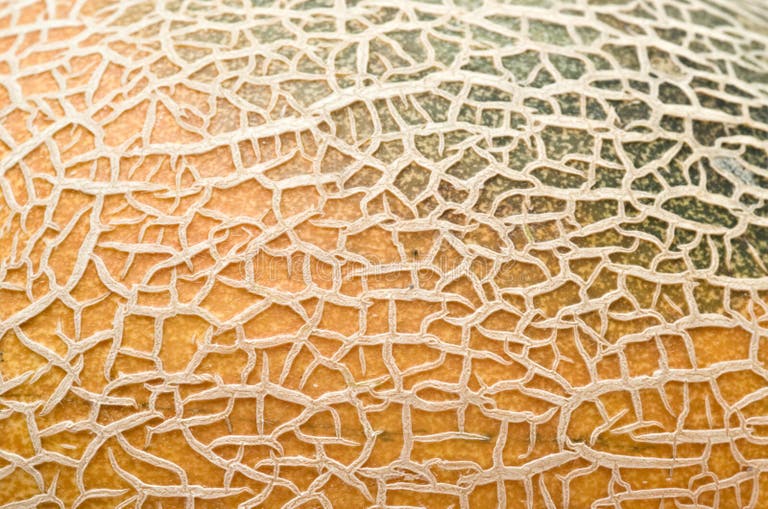 741 Cantaloupe Melon Skin Texture Stock Photos - Free & Royalty-Free ...