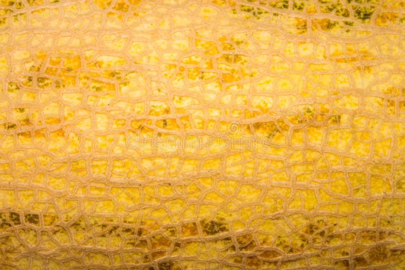 The texture of the melon. stock photo. Image of freshness - 155154666