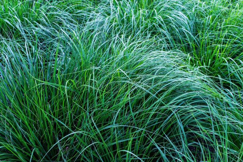 Texture of Messy Summertime Greenery. Stock Illustration - Illustration ...