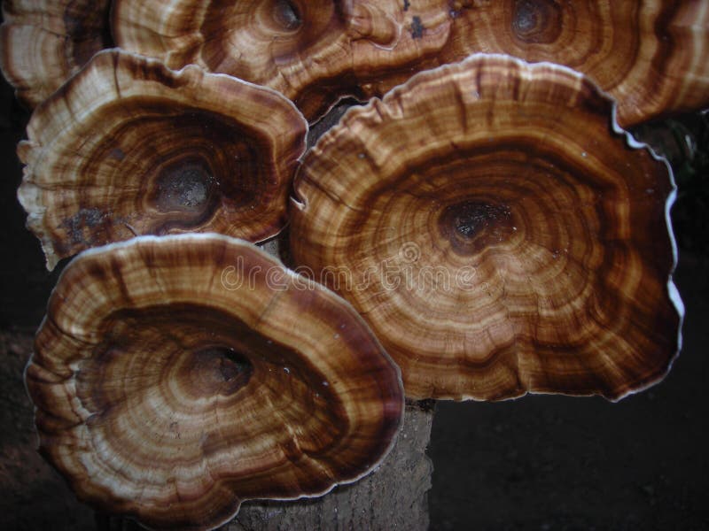 Microporus Xanthopus, Yellow-footed Polypore on Nature Background Stock ...