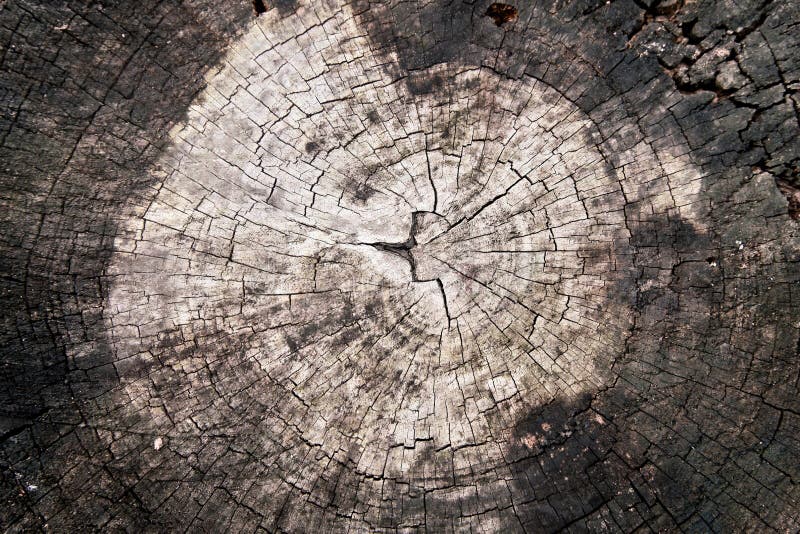 Texture of the Middle Circle of the Tree Trunk Stock Image - Image of ...