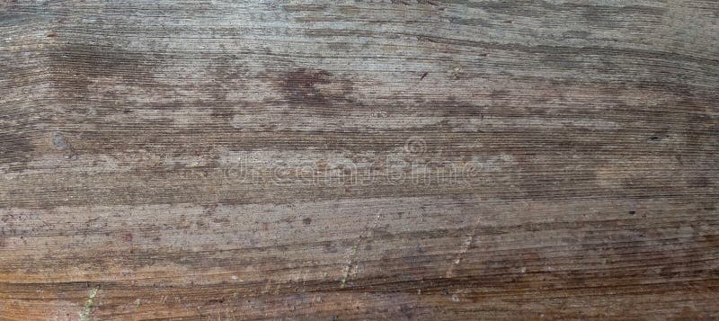 The Texture of the Midrib of the Betel Nut that is Old and Dry Stock ...