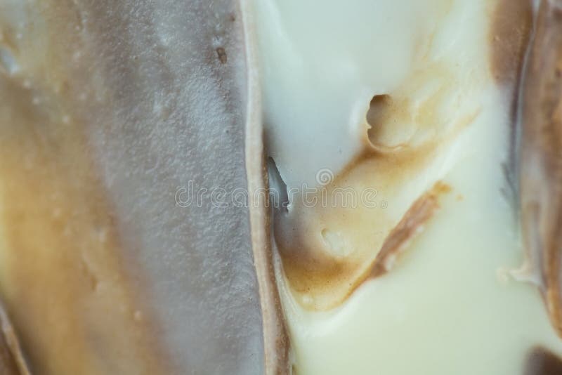 Texture of Milk-nut Paste, Close-up Shooting Stock Photo - Image of ...