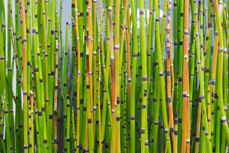 Texture of Mini Bamboo Shoot. Texture of Nature Stock Image - Image of ...